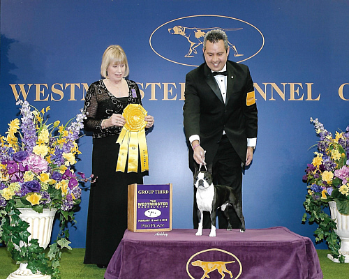 Westminster Best of Breed Boston Terriers 1927 to present - Boston ...