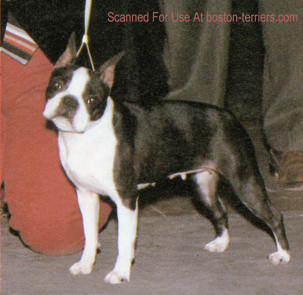 Westminster Best of Breed Boston Terriers 1927 to present - Boston ...
